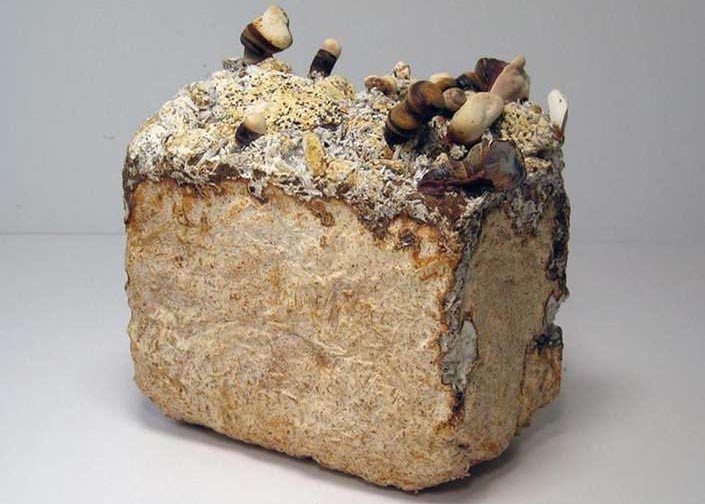 Emerging Materials: Mycelium Brick